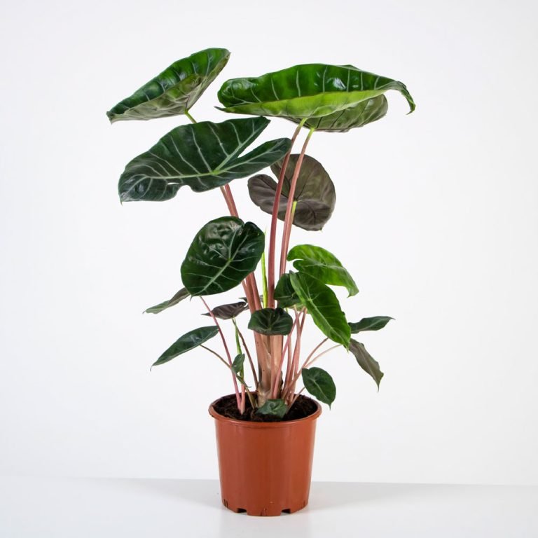 Alocasia Pink Dragon – Gardenkoala