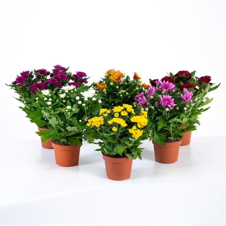 Çiçekli Bitkiler – Gardenkoala