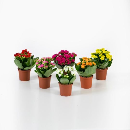Mini kalanchoe – Gardenkoala