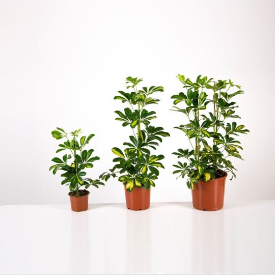 Bakım – Gardenkoala